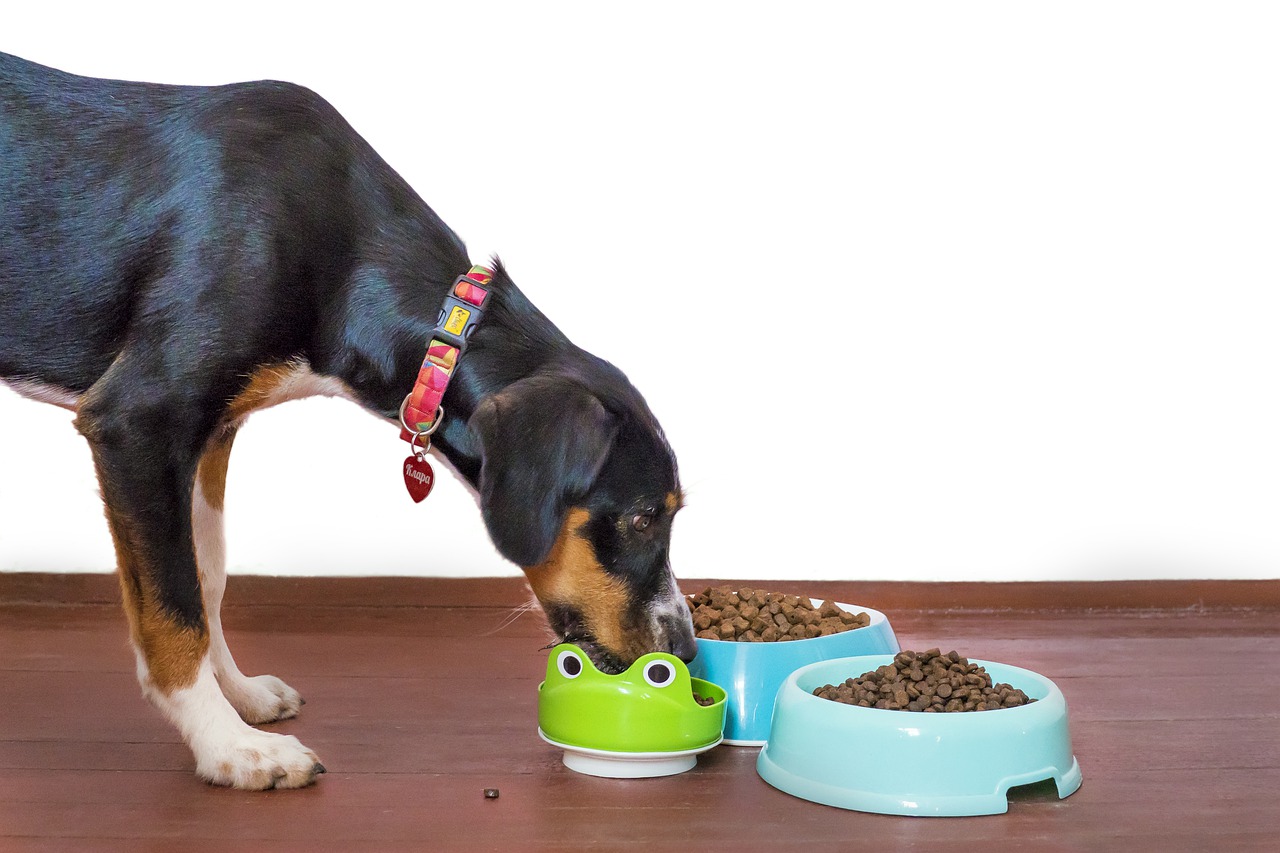 Come scegliere le migliori crocchette per cani