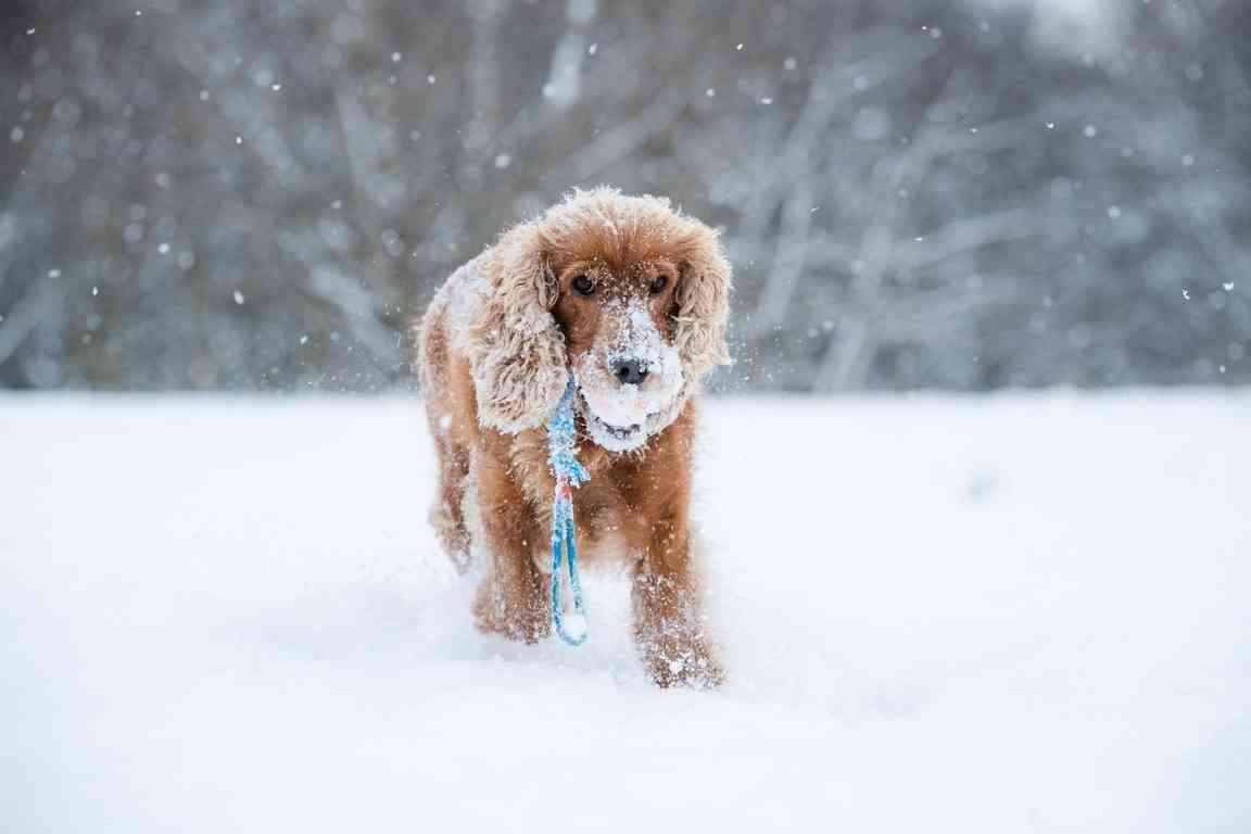 Cani e freddo: come affrontare l'inverno