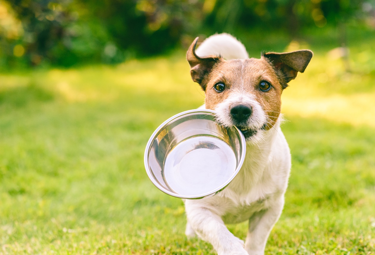come leggere la tabella nutrizionale crocchette cane